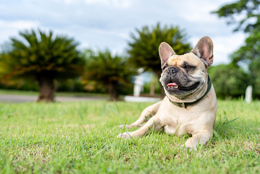 Team Dog Shop | Shop for the best dog food, treats, and supplements